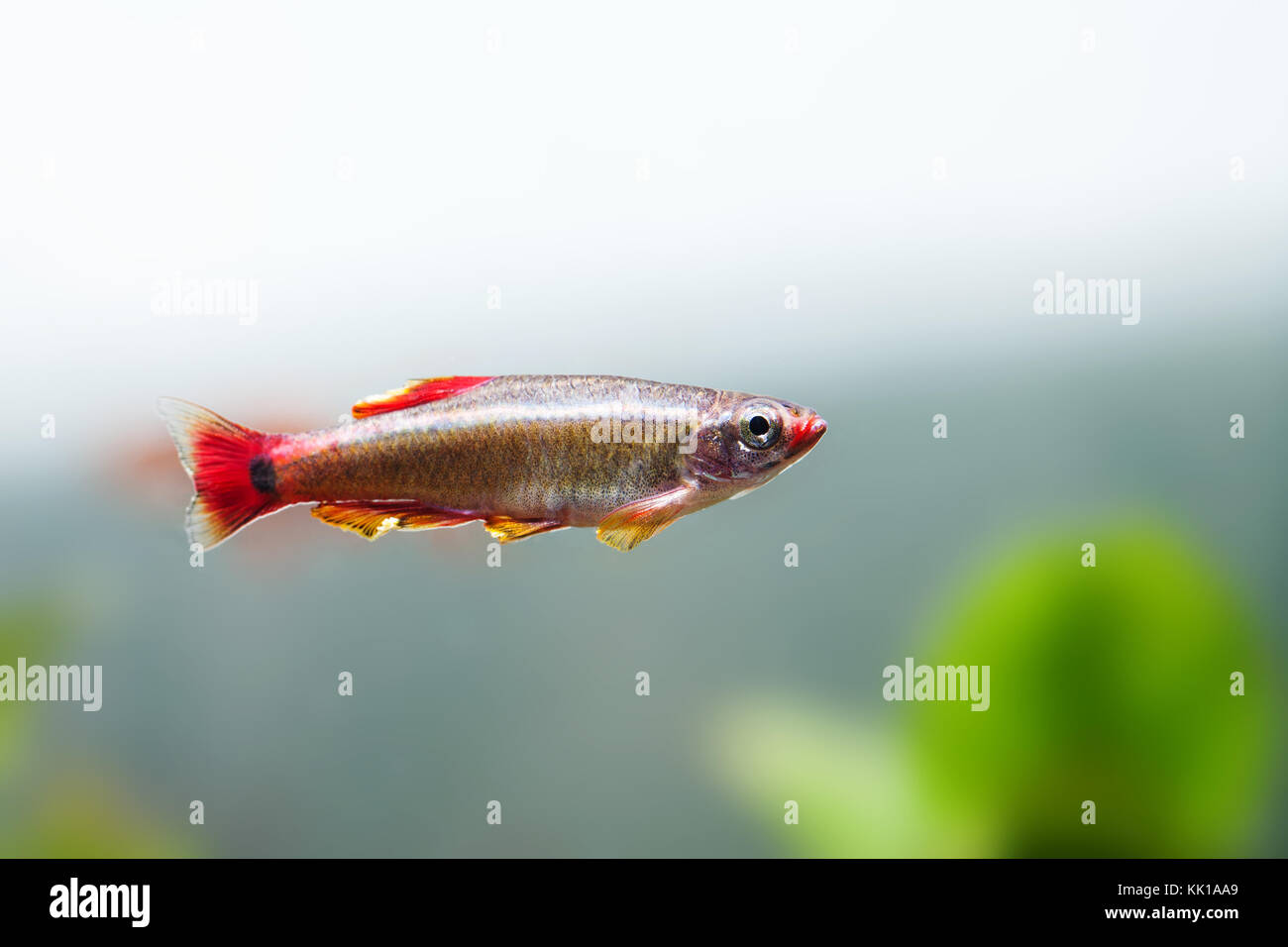 Freshwater underwater scene freshwater fish hi-res stock photography ...
