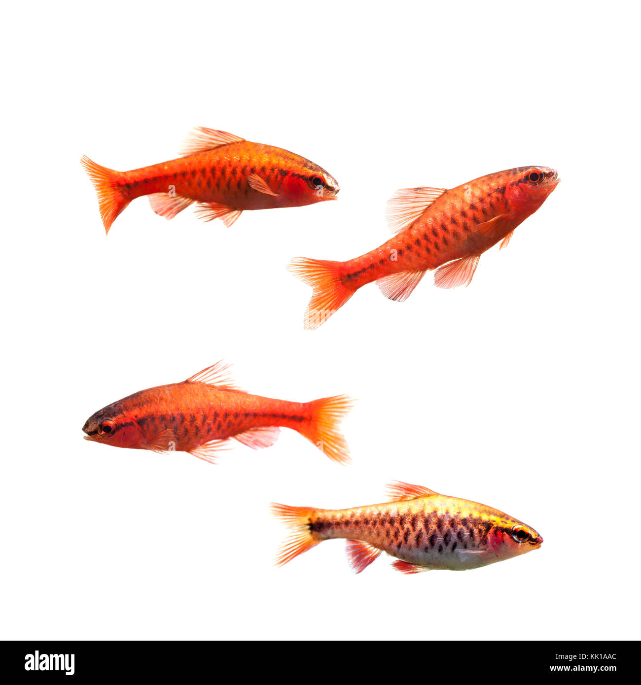 Puntius fish hi-res stock photography and images - Alamy