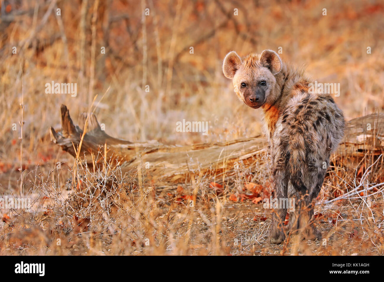 young hyena, wildlife, Kruger NP, South Africa Stock Photo - Alamy