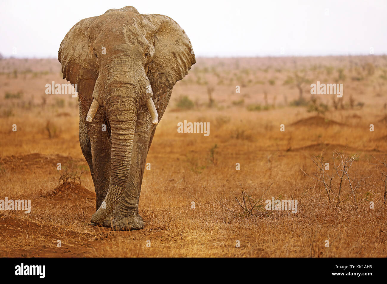 huge african elephant south africa, wildlife Stock Photo - Alamy