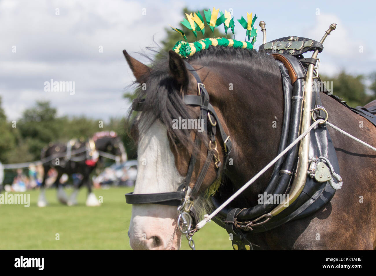 Heavy Horse Show Clydesdale Horse Stock Photos & Heavy Horse Show ...