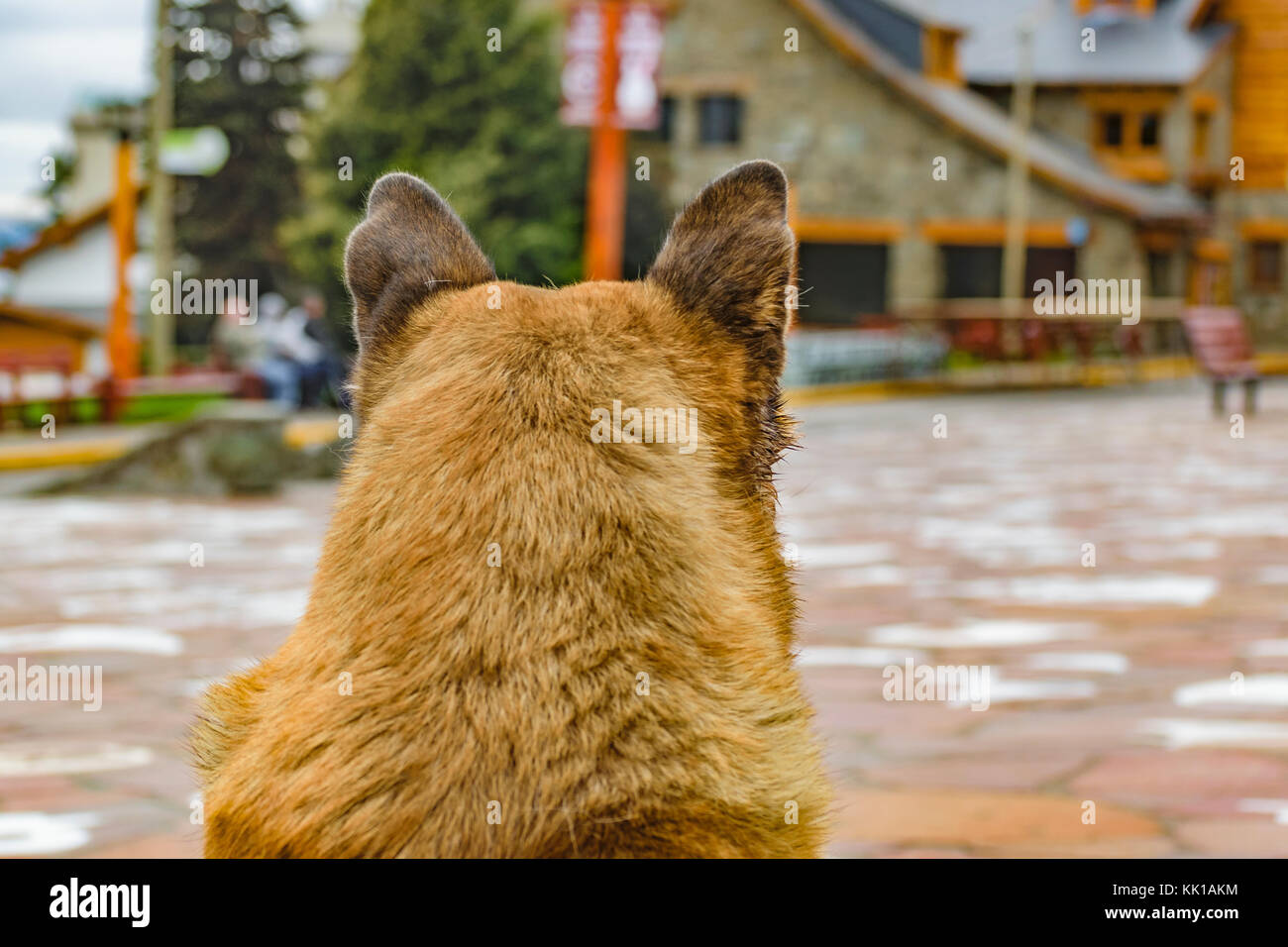 Back view of german shepherd at square Stock Photo - Alamy