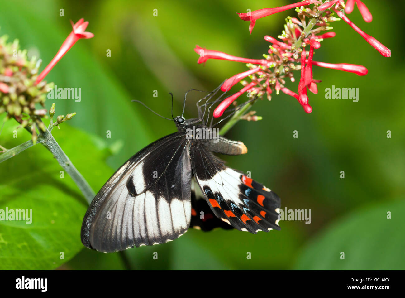 Orchard swallowtail butterfly at the Australian Butterfly Sanctuary ...