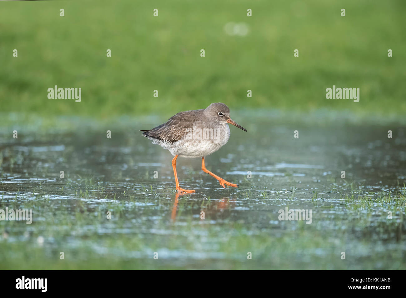 Redshank foraging for food in the winter in a frozen flooded field ...