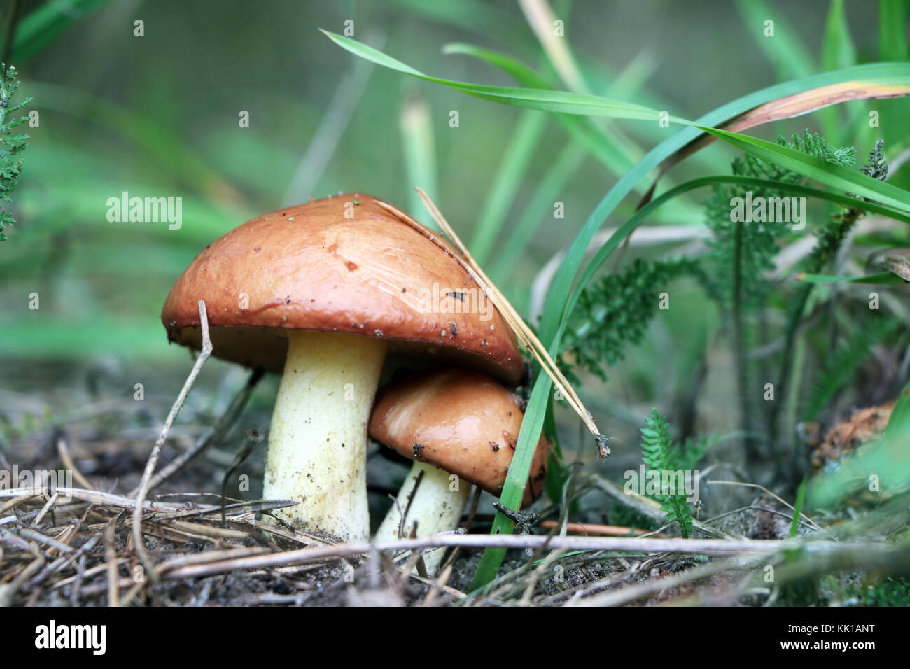 Two mushroom Suillus grow in wood. Fresh mushrooms growing in forest ...