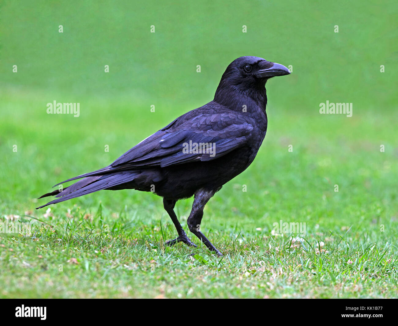 Carrion crow standing on ground Stock Photo - Alamy