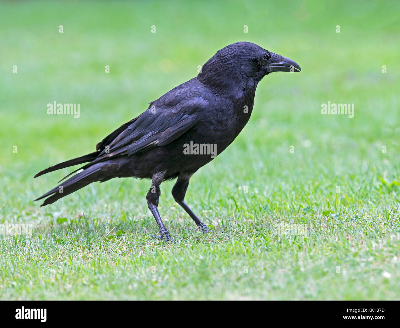 Carrion crow standing on ground Stock Photo - Alamy