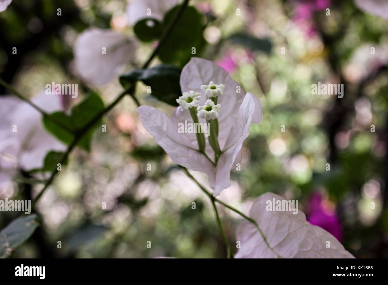 Tropical Venezuelan Flowers Stock Photo - Alamy