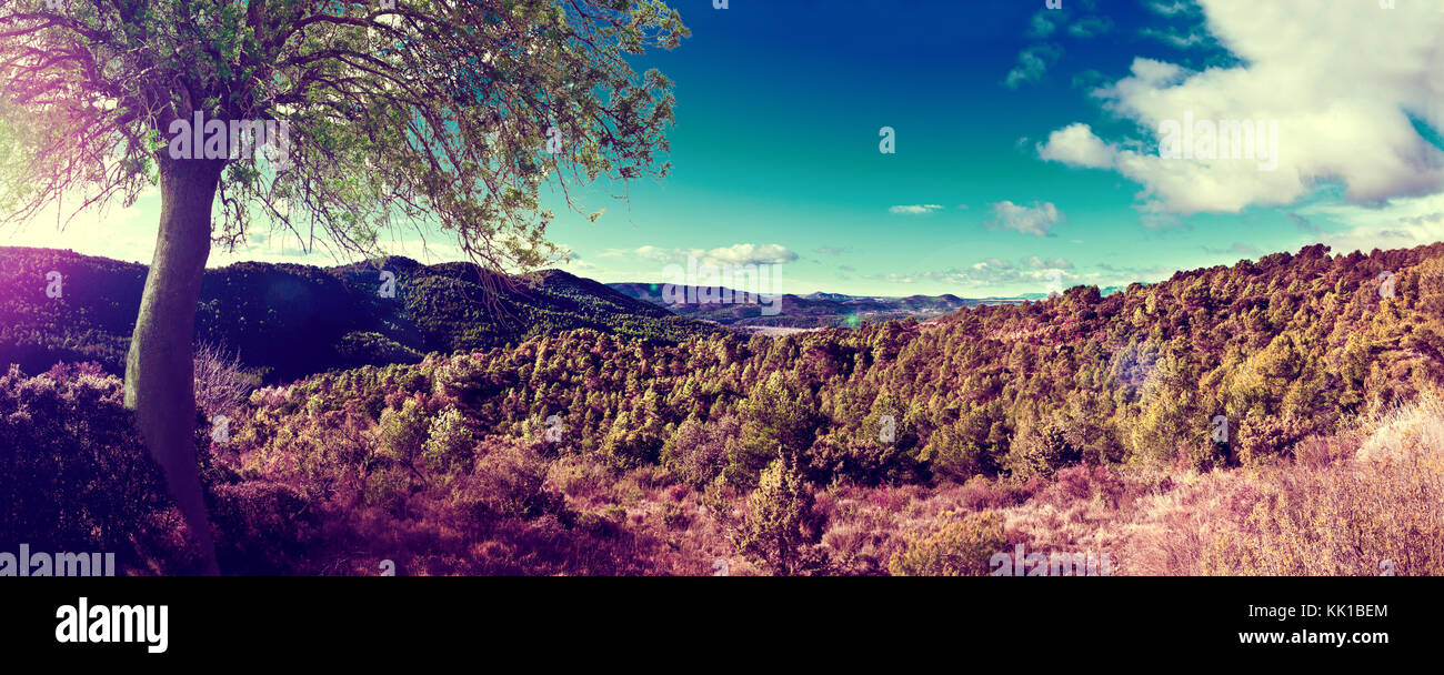 Landscape pine tree and sunset panorama Stock Photo - Alamy