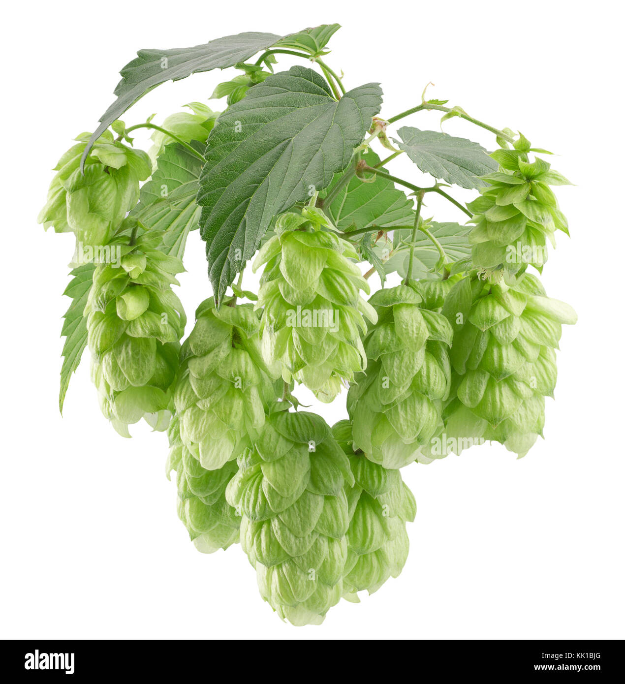 Food fresh green hops Cut Out Stock Images & Pictures - Alamy