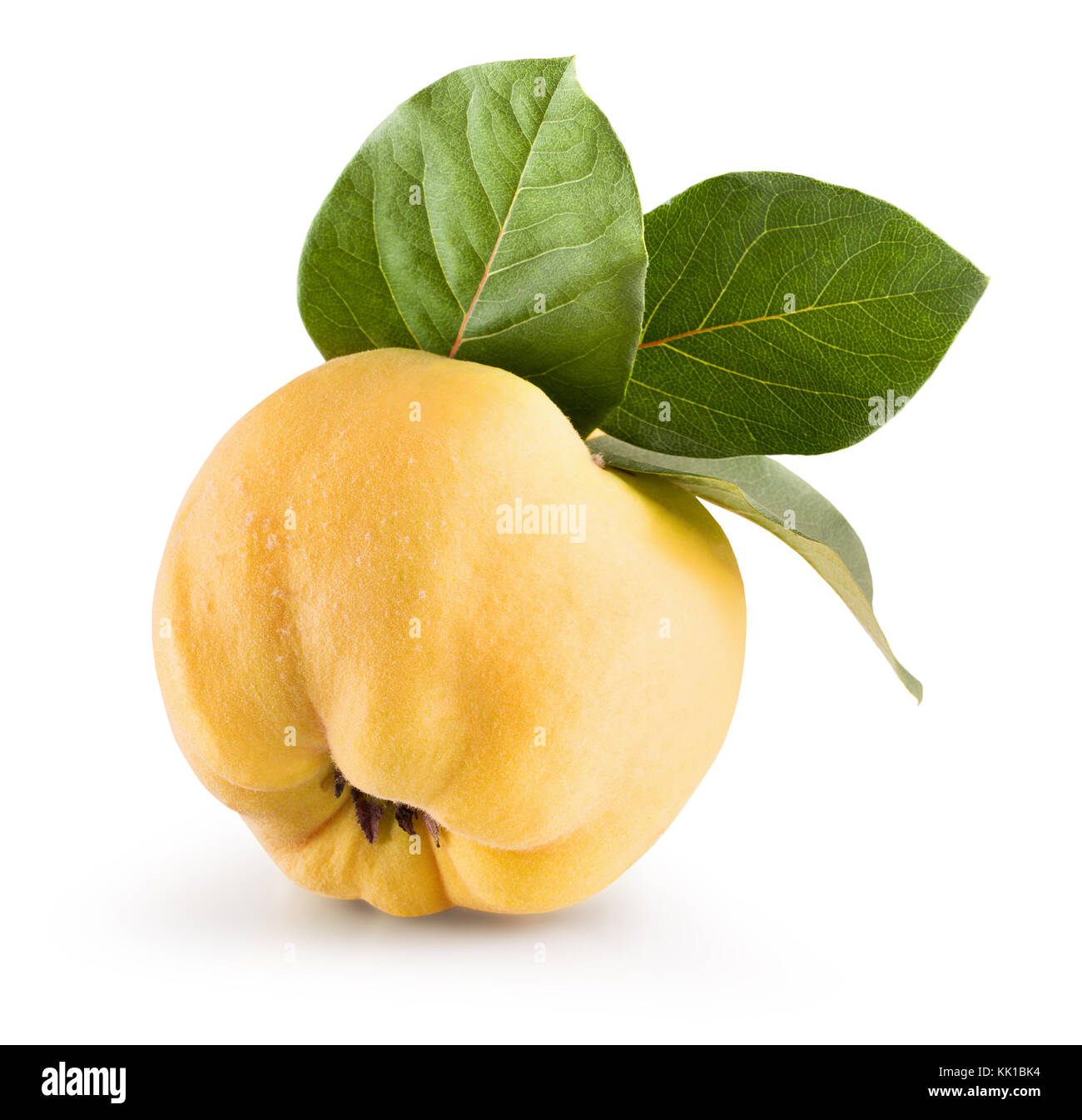 quince isolated on a white background Stock Photo - Alamy