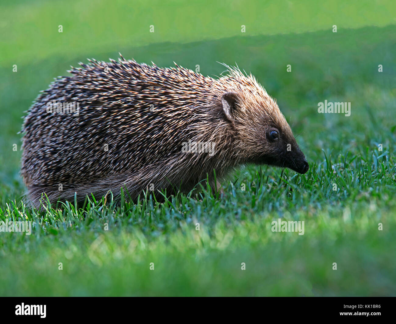 West european hedgehog hi-res stock photography and images - Alamy