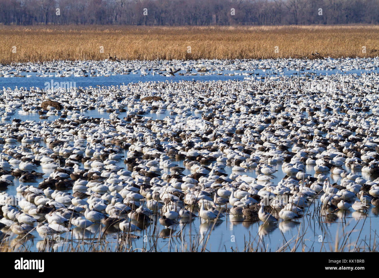 Snow geese fall migration Stock Photo - Alamy