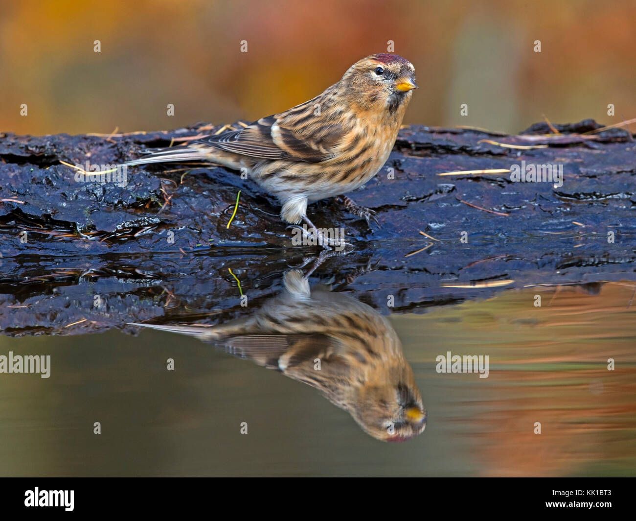 Lesser birds hi-res stock photography and images - Alamy