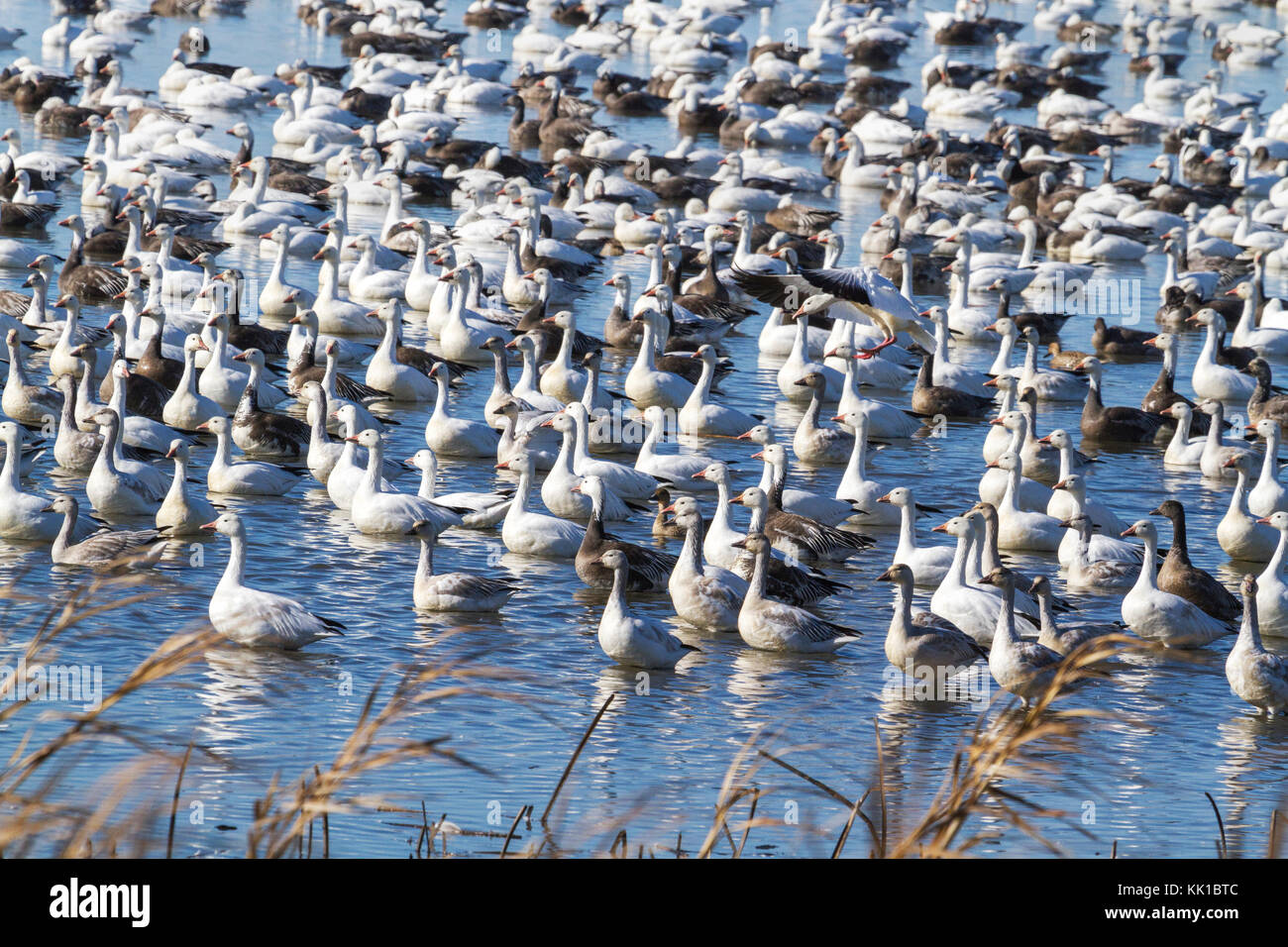 Snow geese fall migration Stock Photo - Alamy