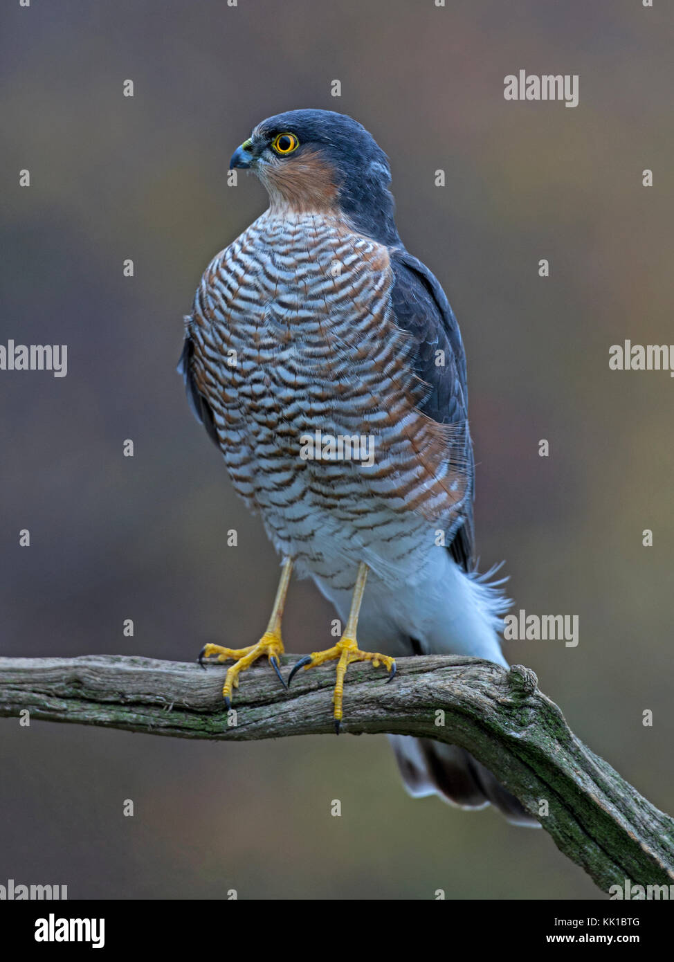 Sparrowhawk accipiter nisus male hi-res stock photography and images ...