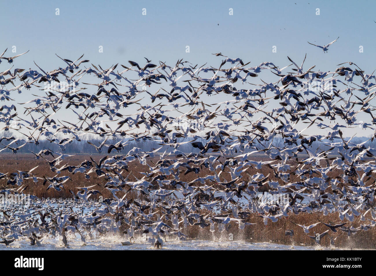 Snow geese fall migration Stock Photo - Alamy