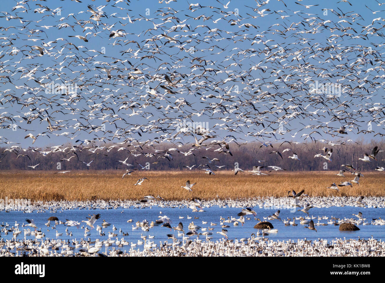 Snow geese fall migration Stock Photo - Alamy