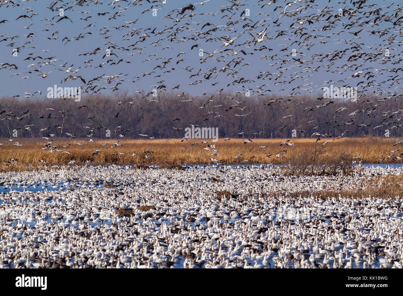 Snow geese fall migration Stock Photo - Alamy