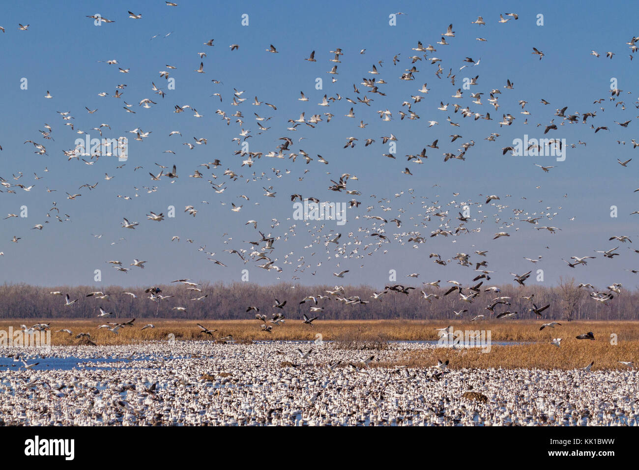 Snow geese fall migration Stock Photo - Alamy