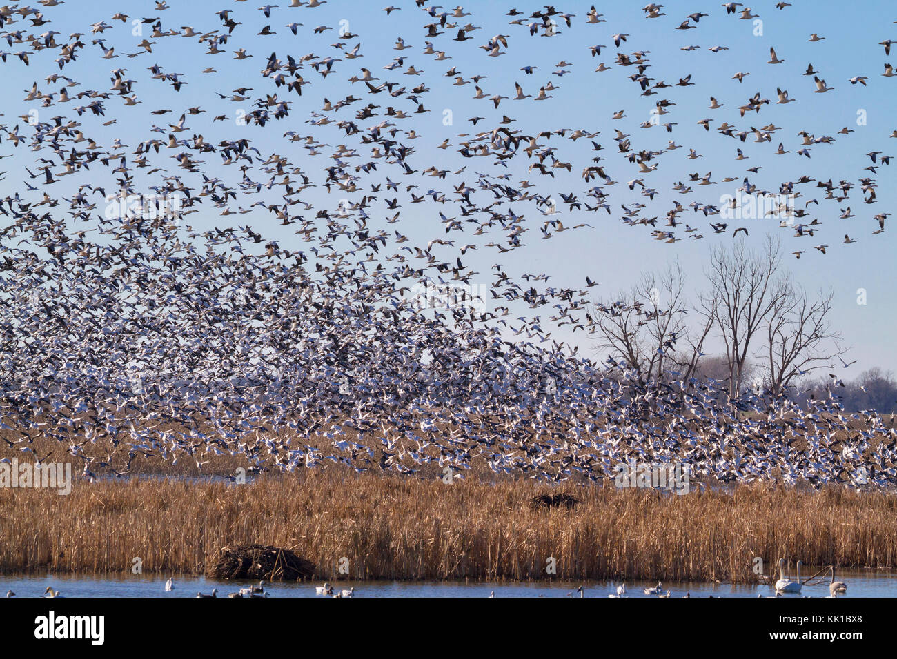 Snow geese fall migration Stock Photo - Alamy