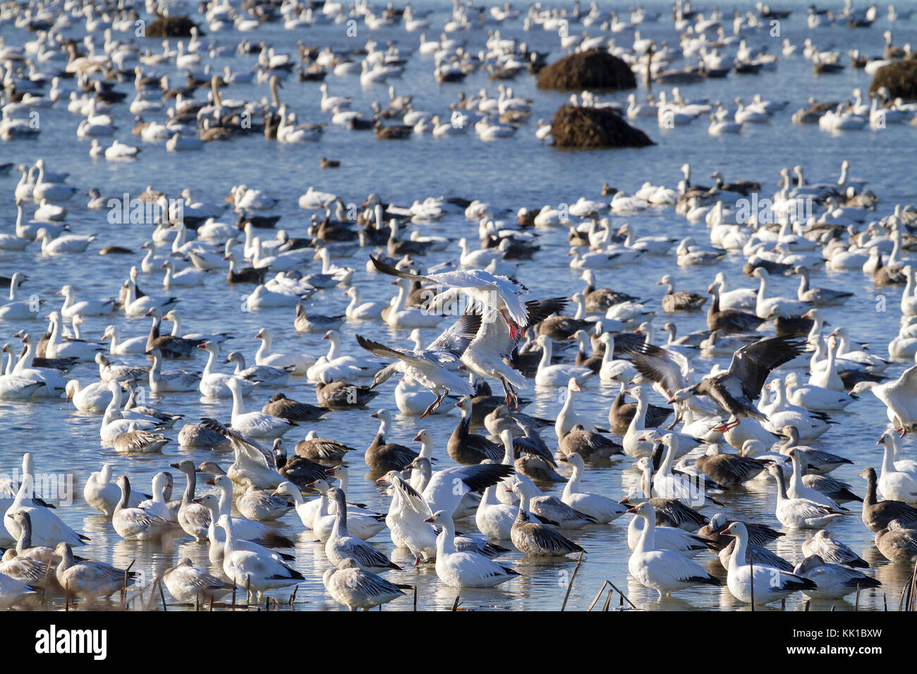 Snow geese fall migration Stock Photo - Alamy