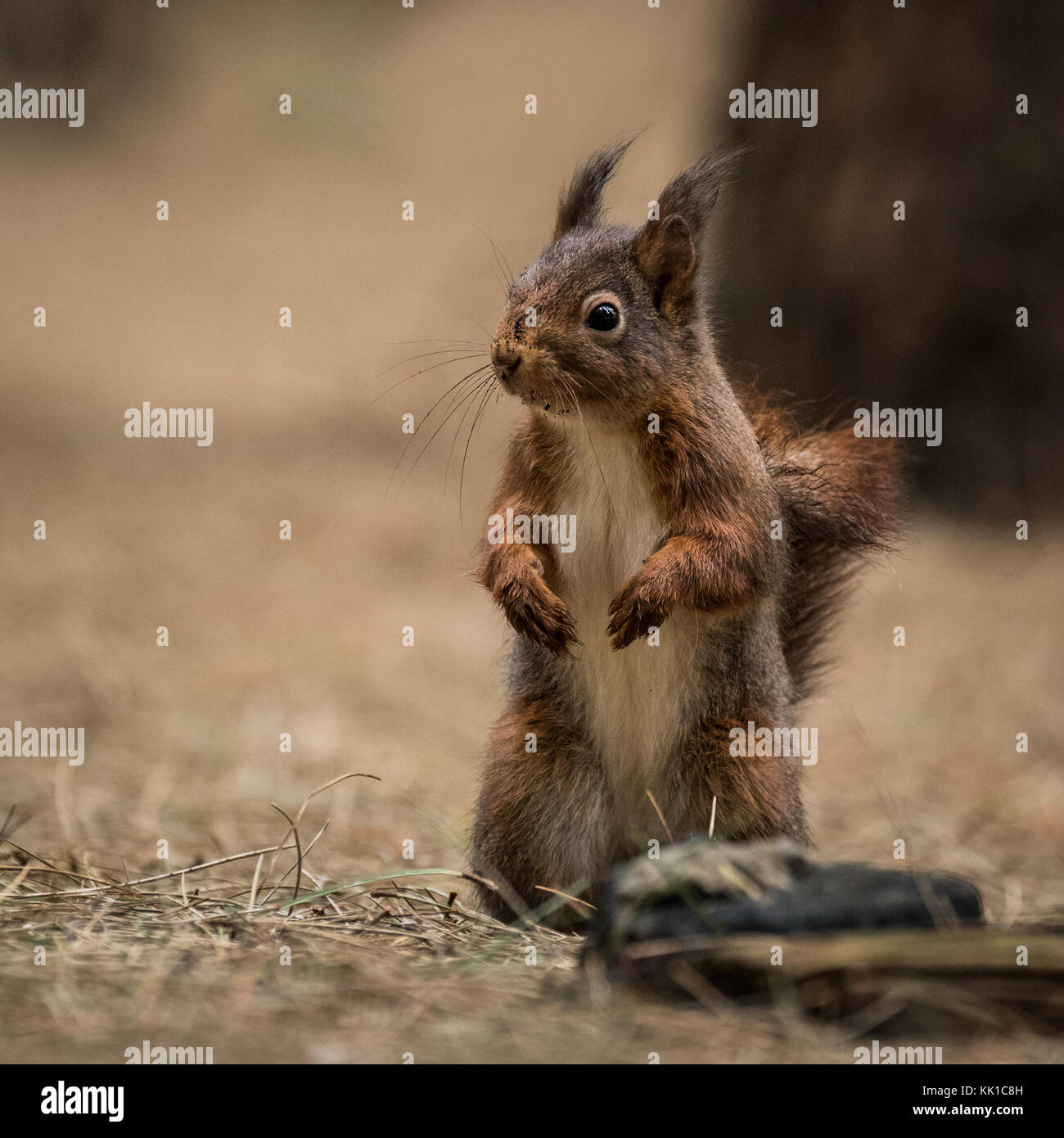 Squirrels claws hi-res stock photography and images - Alamy