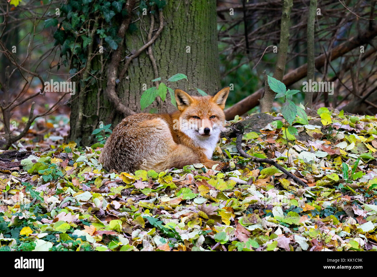 Red fox in woods hi-res stock photography and images - Alamy