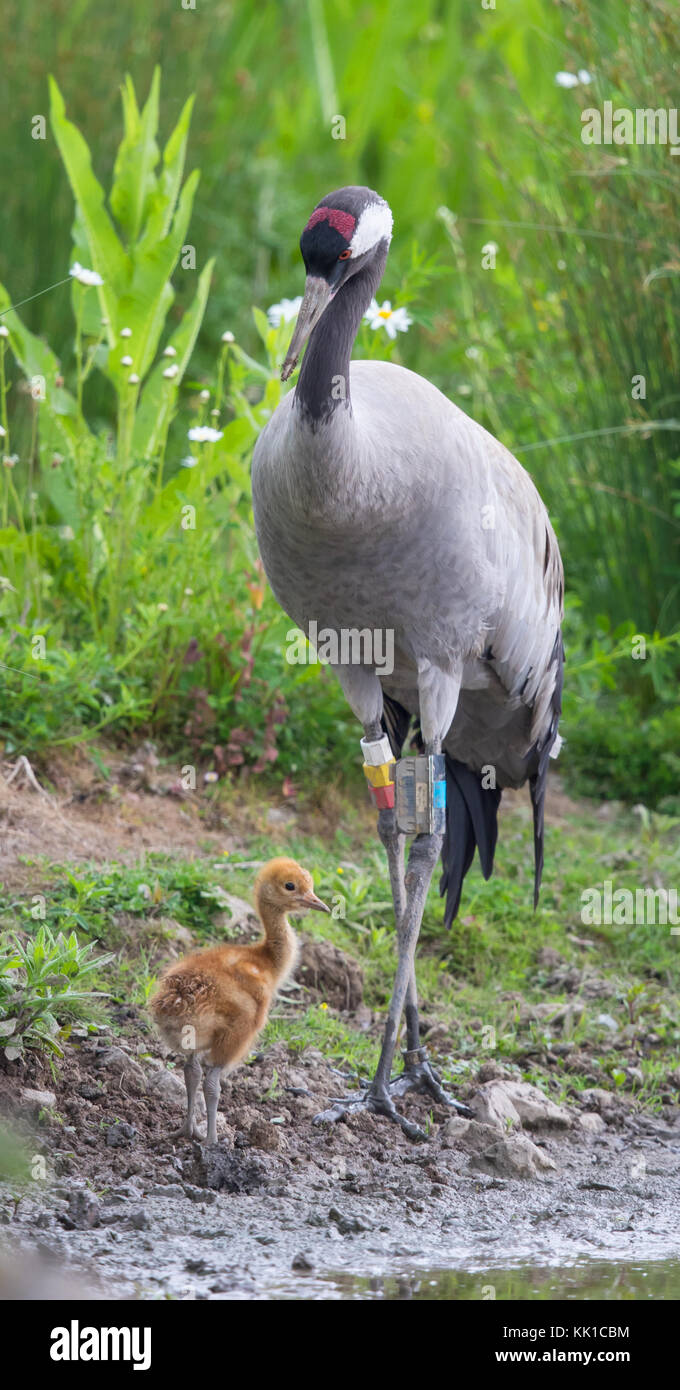 Common Crane from the Great Crane Project with chick Stock Photo - Alamy