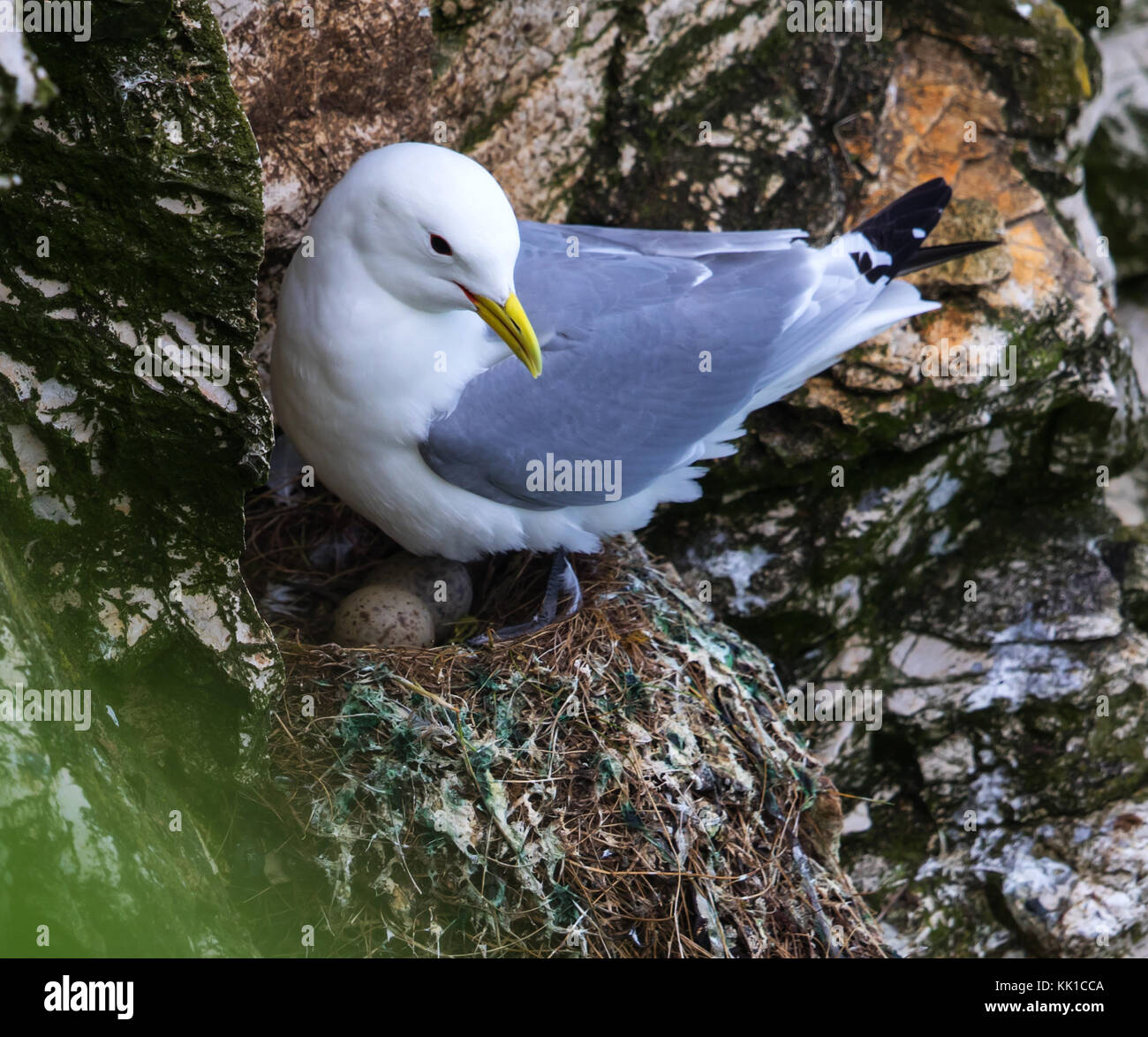 Kittiwake on nest at Bempton Cliffs Stock Photo - Alamy