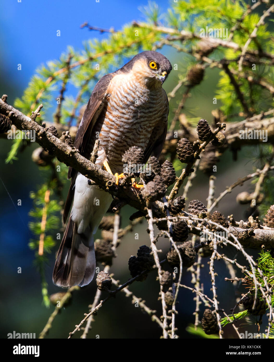 Male Sparrow hawk in Pittville Park Stock Photo - Alamy