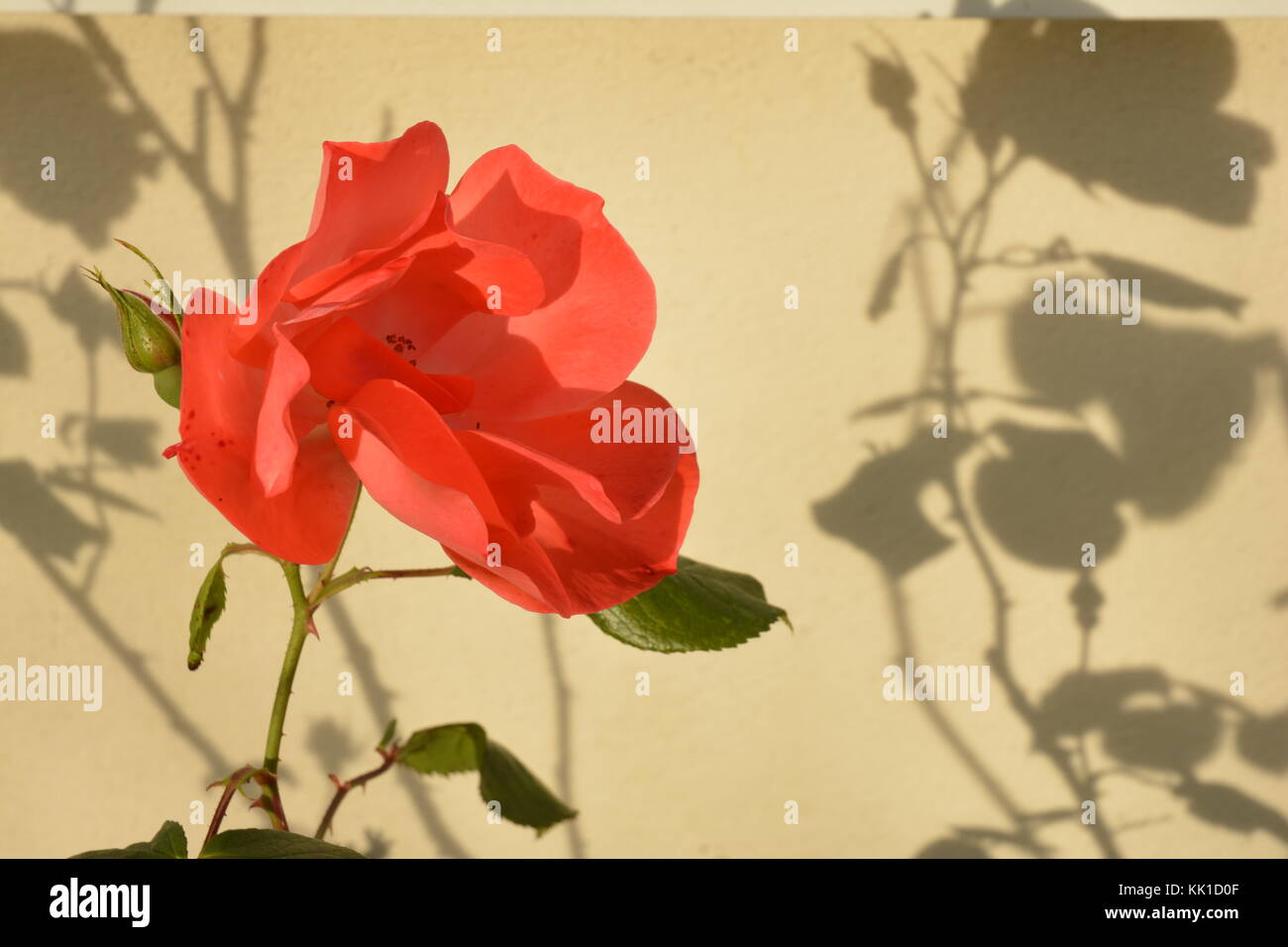 Shadow of rose bush hi-res stock photography and images - Alamy
