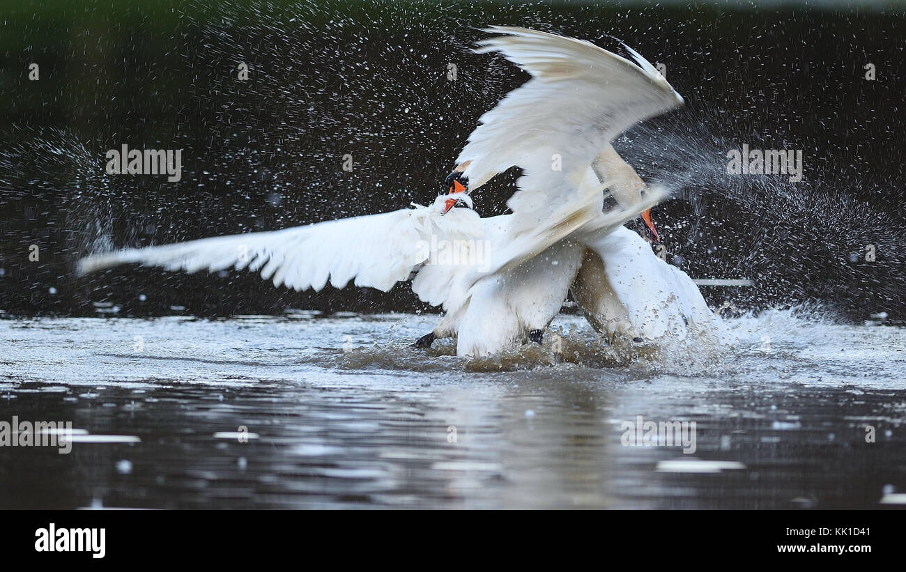 Fighting Male Swans Stock Photo - Alamy