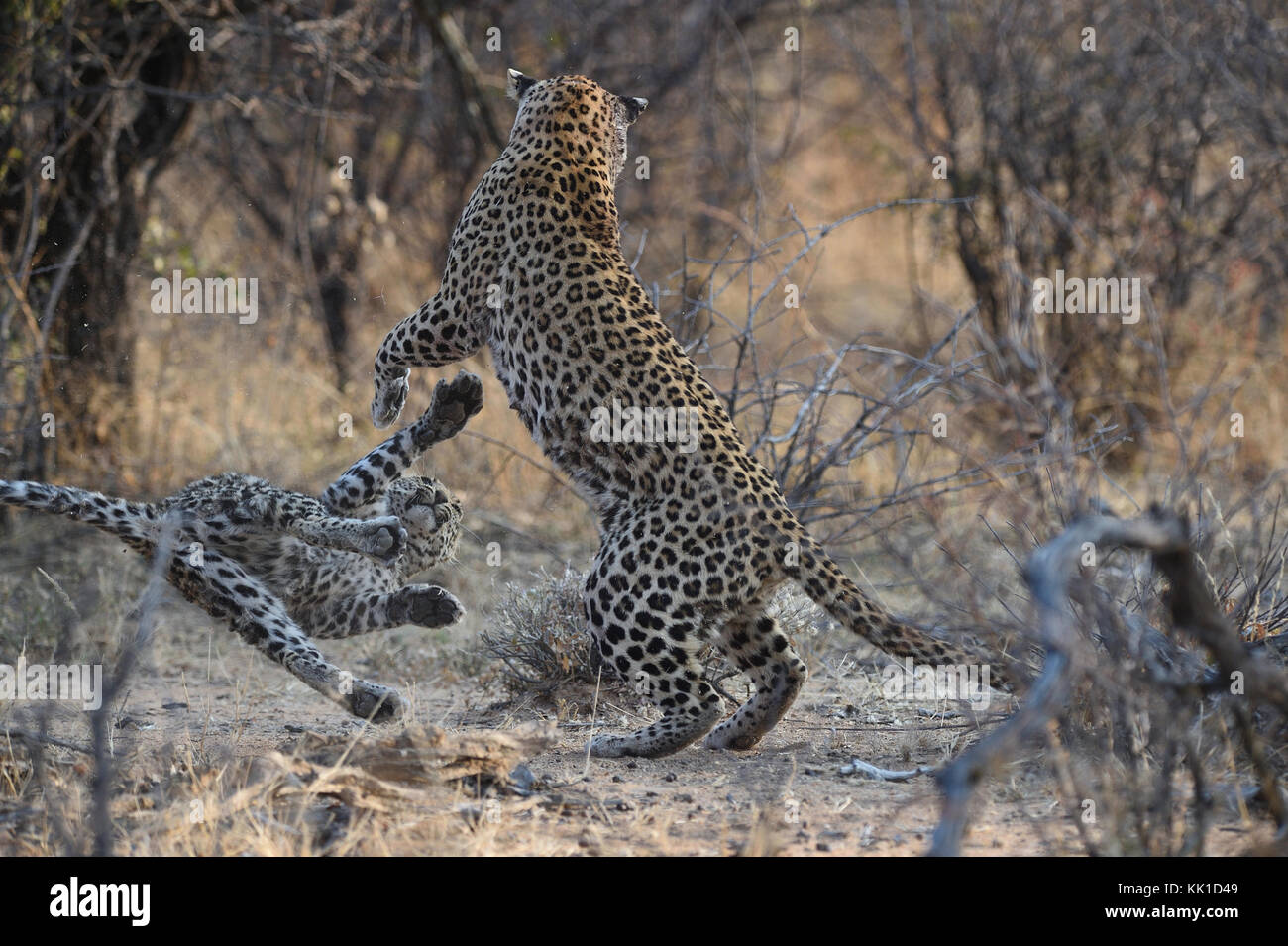 Leopards - Mother and Baby Stock Photo - Alamy