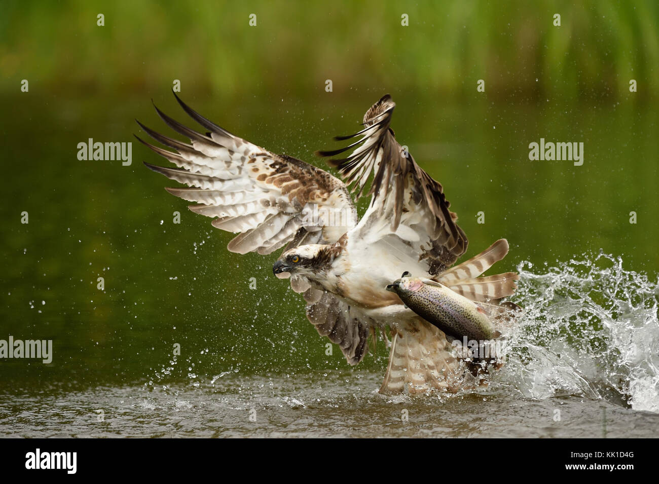Fishing osprey hi-res stock photography and images - Alamy