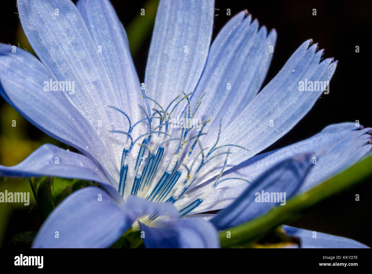 Common chicory flower, Cichorium intybus Stock Photo - Alamy