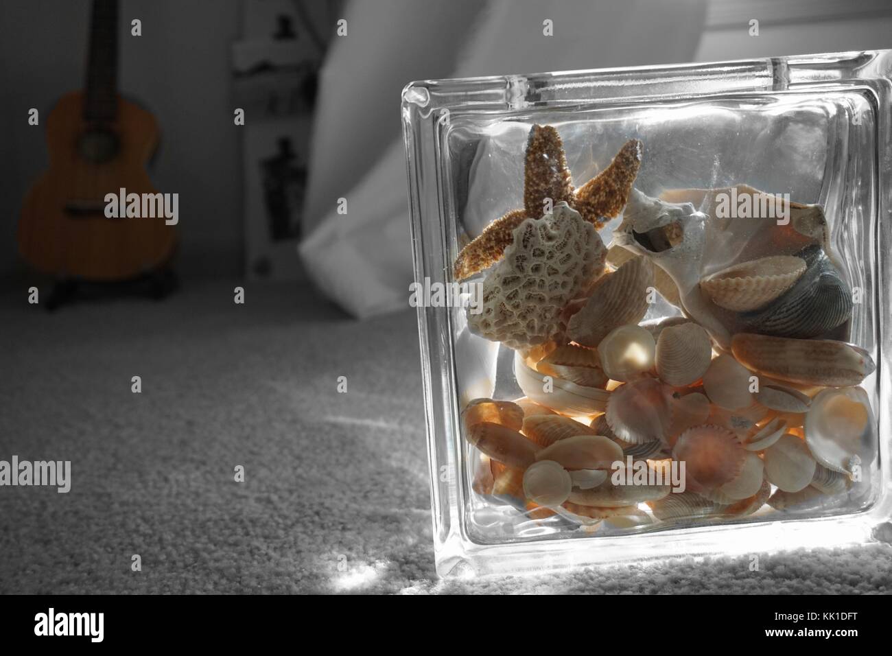 Shells in a clear cube in the sunlight, with all the color gone except ...