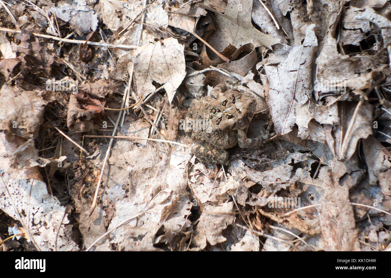 Toad camouflaged in dead leaves Stock Photo - Alamy