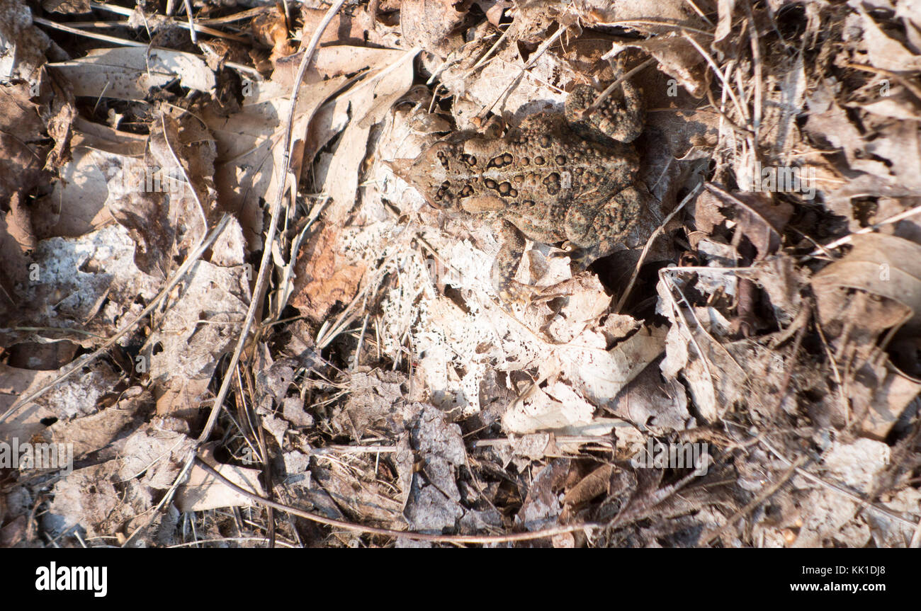 Toad camouflaged in dead leaves Stock Photo - Alamy