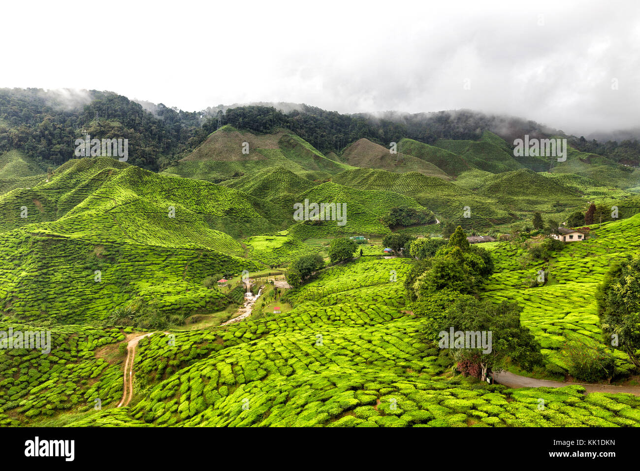 Tea plantations in the Cameron Highlands Malaysia Stock Photo - Alamy