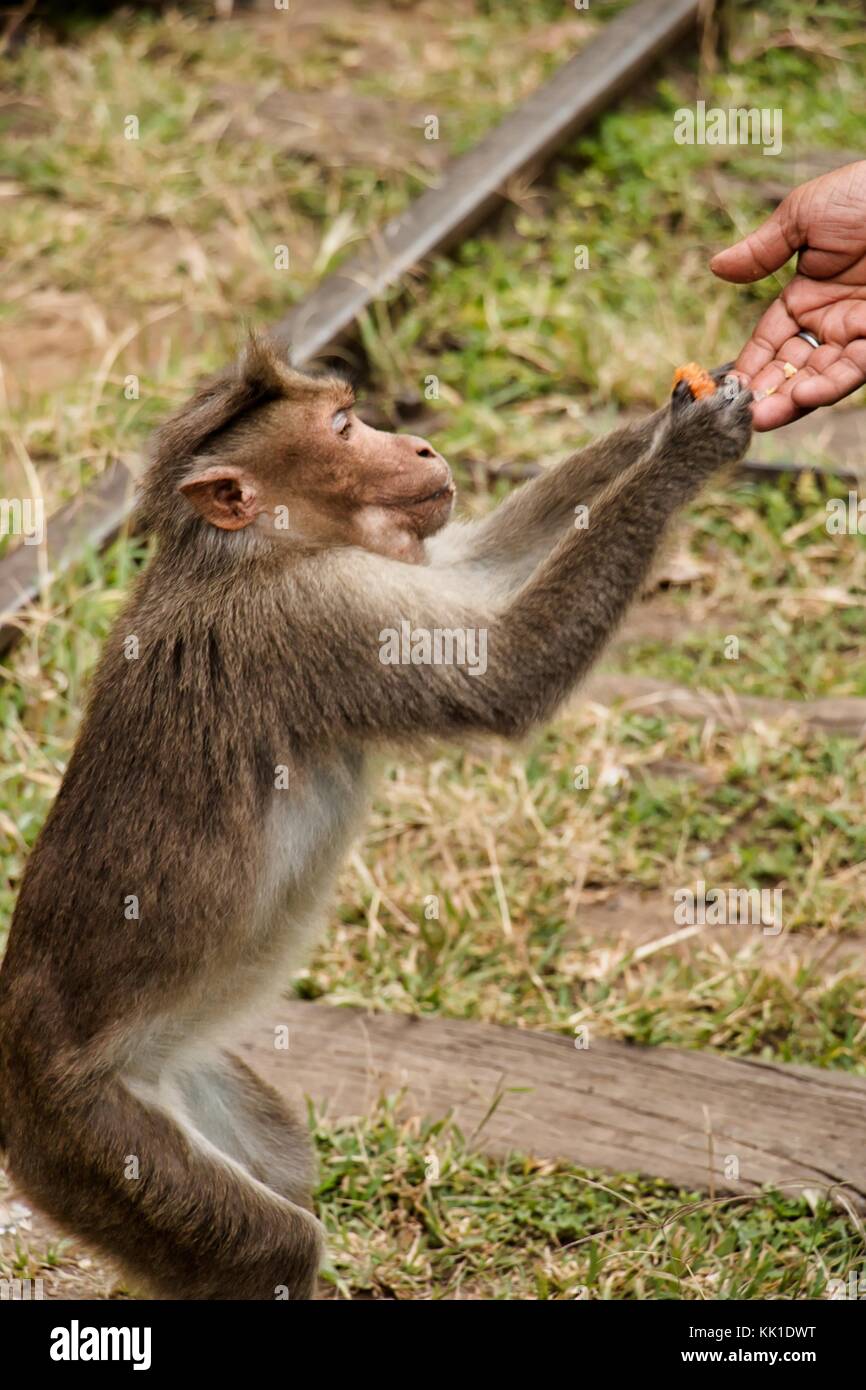 monkey receiving food from human Stock Photo - Alamy