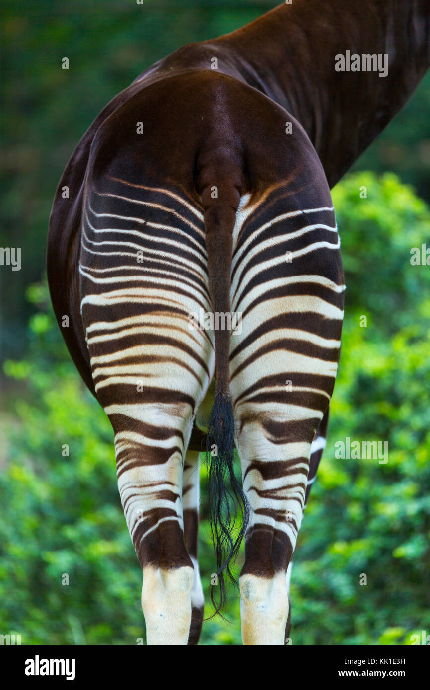 Okapi (Okapia johnstoni), forest giraffe or zebra giraffe Stock Photo ...