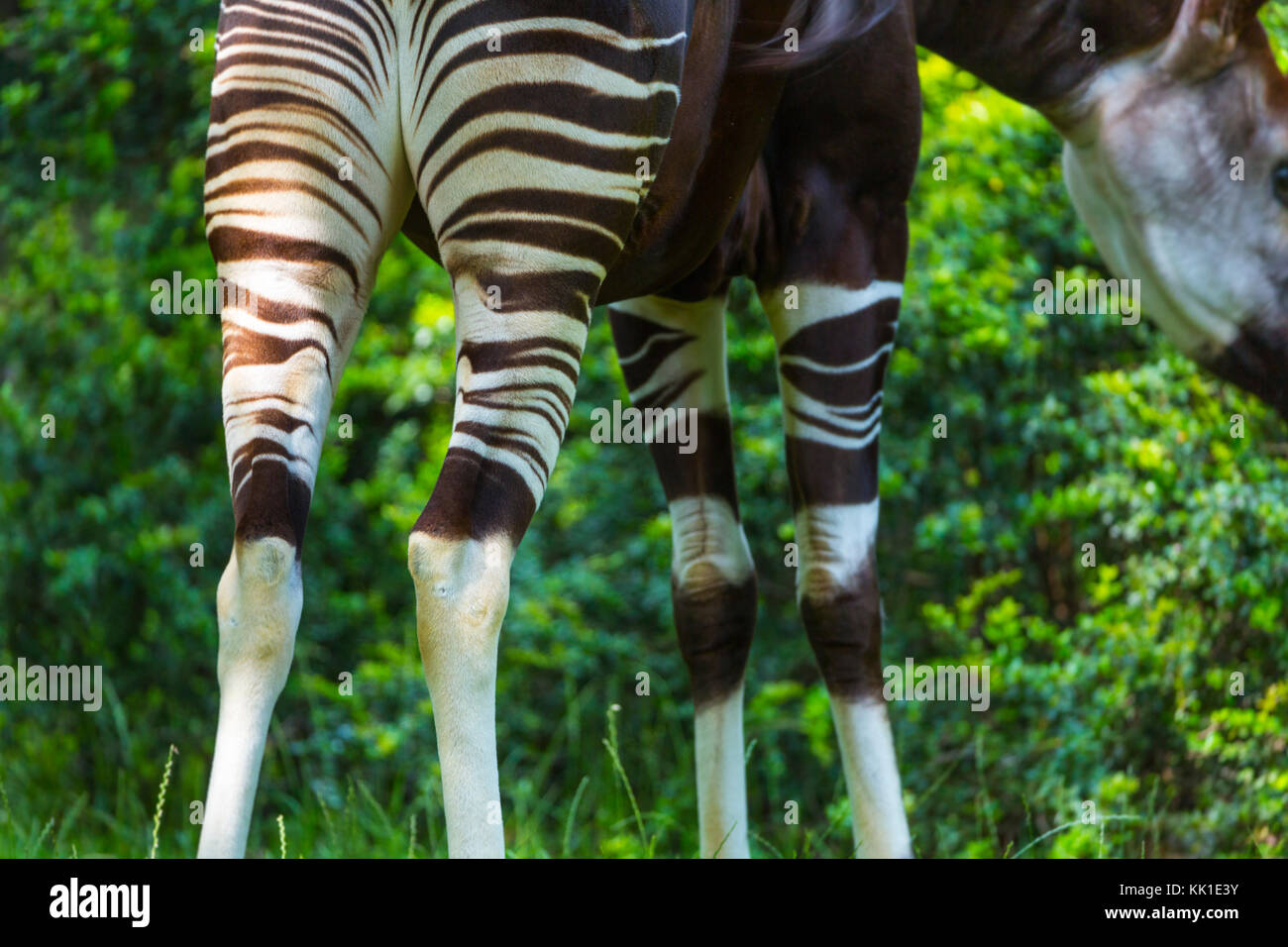 Okapi (Okapia johnstoni), forest giraffe or zebra giraffe Stock Photo ...