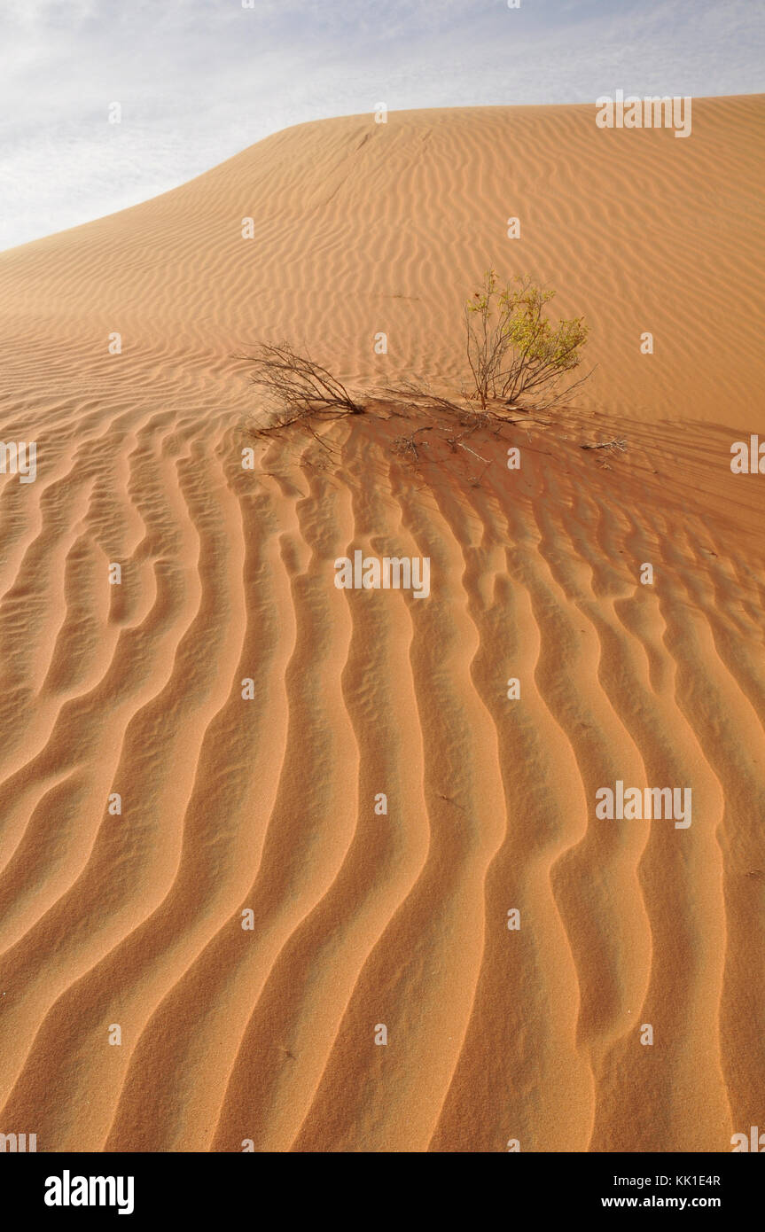 Wind-formed patterns in this collection of sand in the Arabian Desert ...