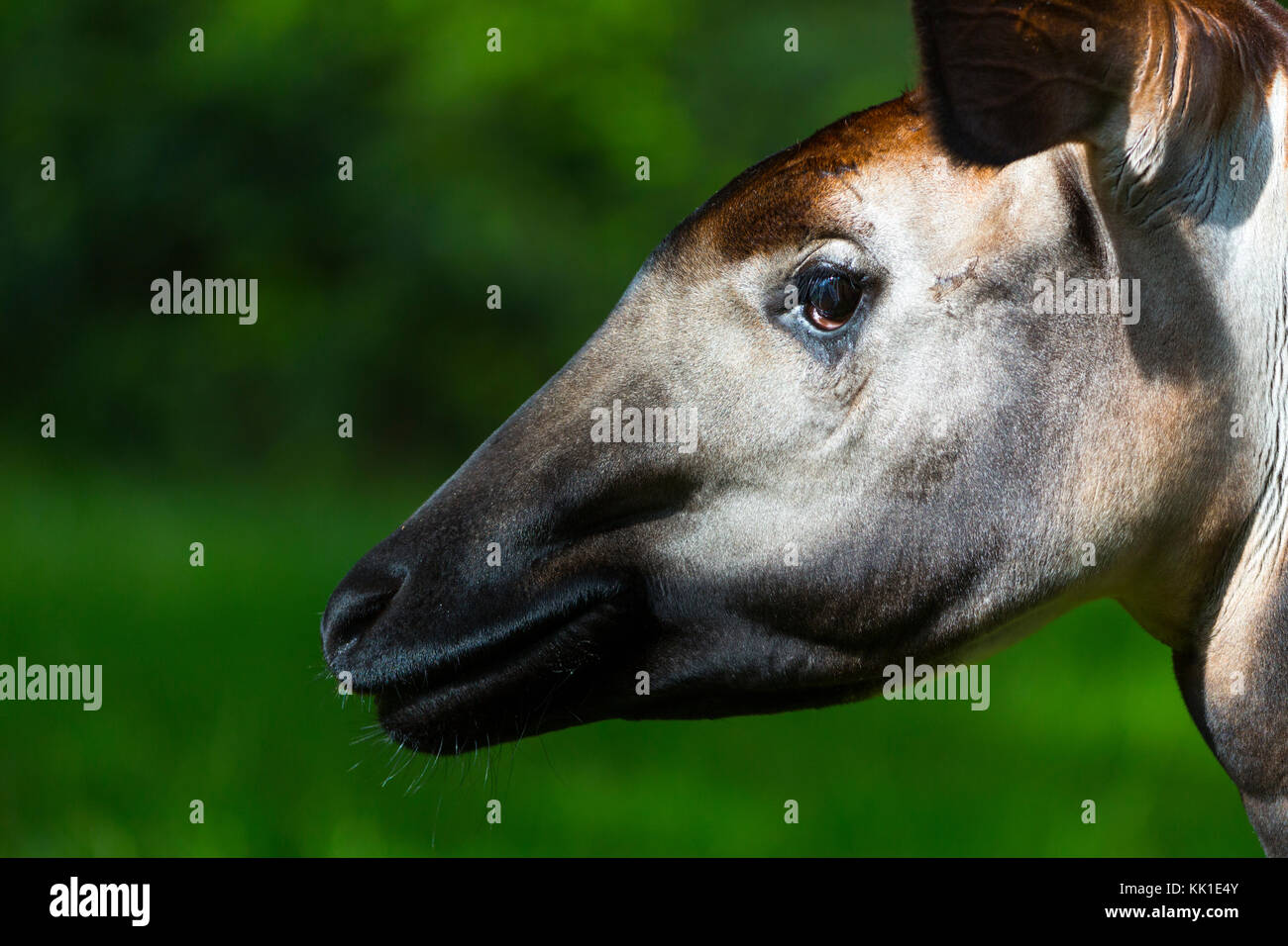 Okapi (Okapia johnstoni), forest giraffe or zebra giraffe Stock Photo ...
