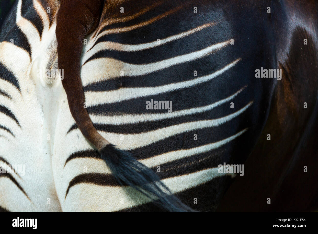 Okapi (Okapia johnstoni), forest giraffe or zebra giraffe Stock Photo ...