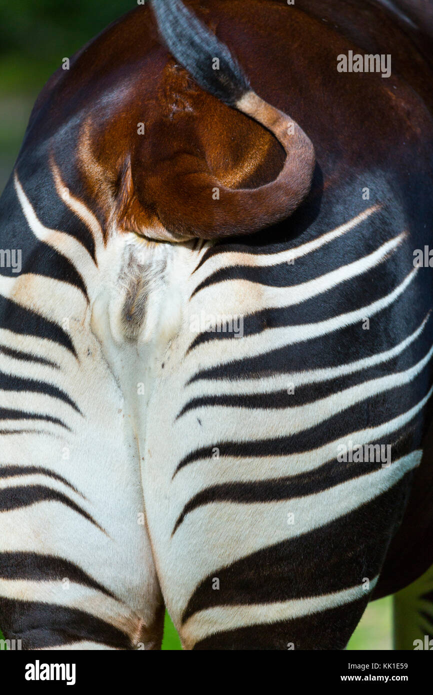 Okapi (Okapia johnstoni), forest giraffe or zebra giraffe Stock Photo - Alamy