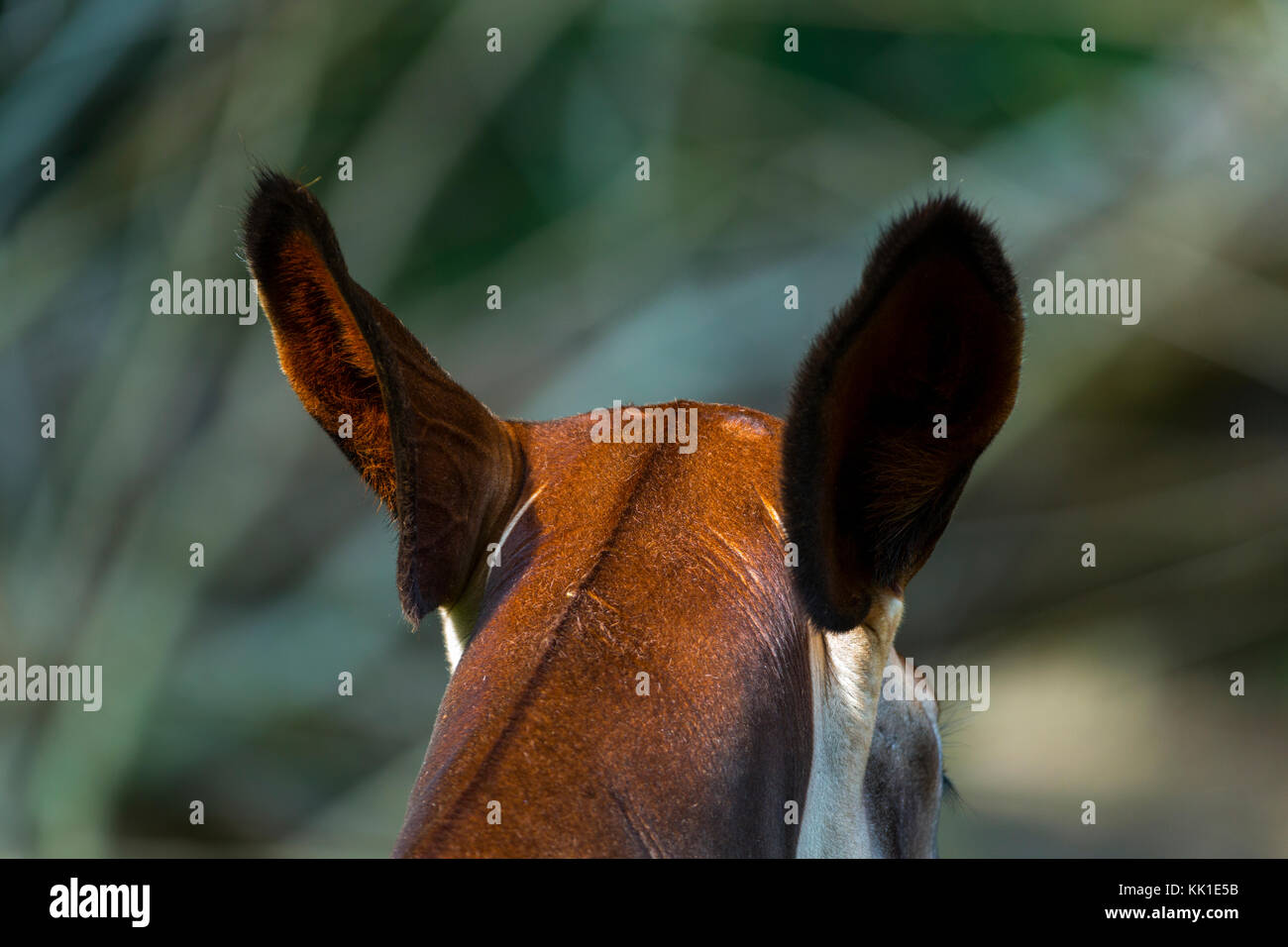 Okapi (Okapia johnstoni), forest giraffe or zebra giraffe Stock Photo ...