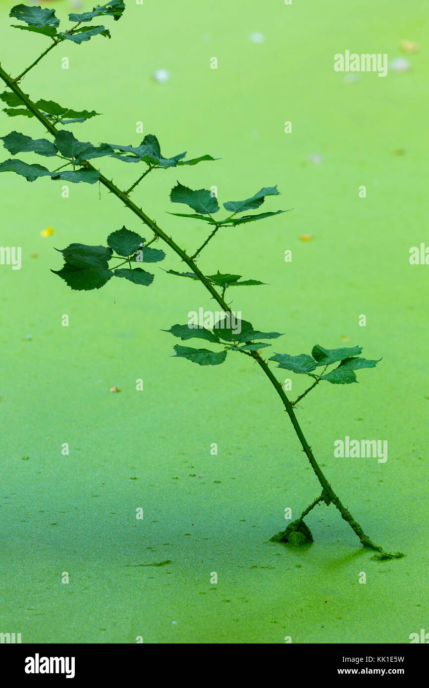 RUBUS (Rubus sp Stock Photo - Alamy