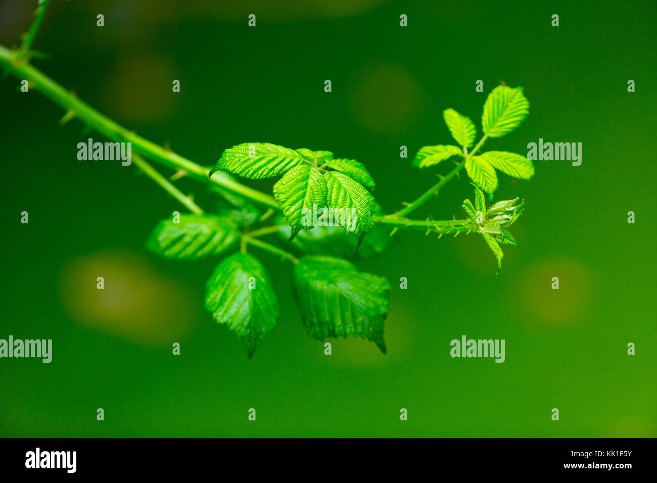 RUBUS (Rubus sp Stock Photo - Alamy